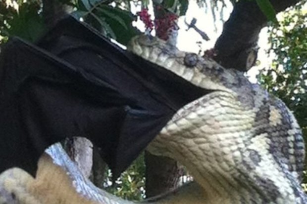 Snake eats bat at Sunshine Coast home