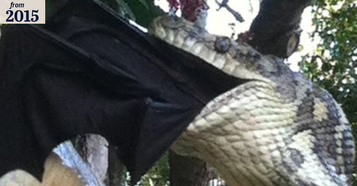 snake eating bat