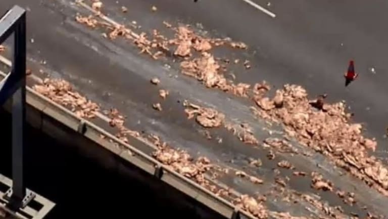 West Gate Freeway: Awful offal spill causes delays on Bolte and West ...