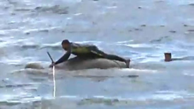 Sri Lanka Navy rescue elephant found in the middle of the ocean