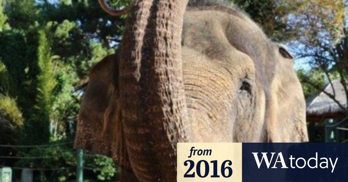 Perth Zoo hits out at 'inflammatory and baseless' animal abuse accusations