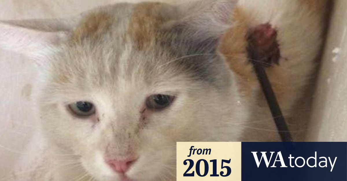 Horrific case of animal cruelty, cat shot with arrow in Armadale