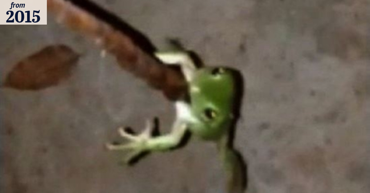 frog eating snake