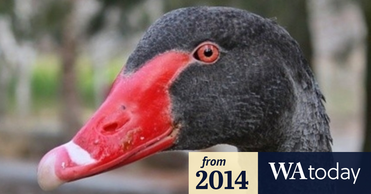 RSPCA investigates decapitated swan find