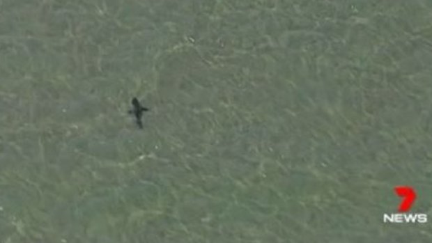 Five sharks sightings off Victoria's Surf Coast, including Jan Juc and ...