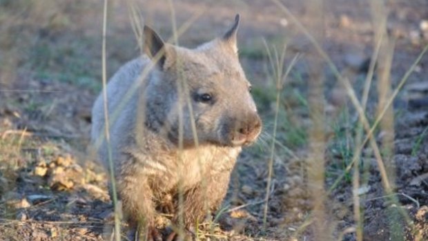Scientists freeze wombat sperm in name of conservation