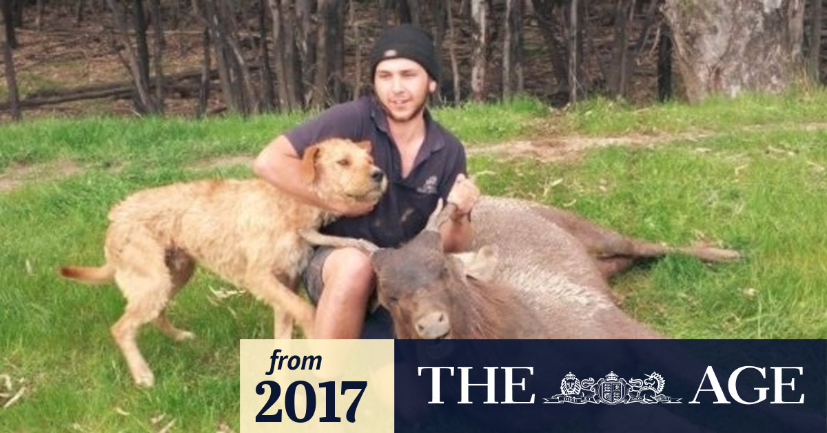 Six months in prison for man who trained dogs to hunt, kill wild ...