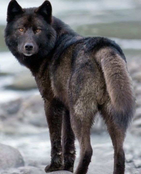 alexander archipelago wolf behavior