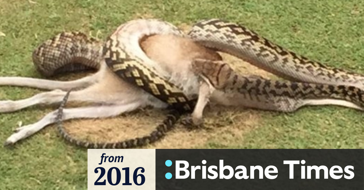 Python swallows wallaby on tropical north Queensland golf course