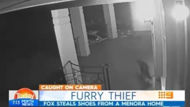 Security footage captures fox steal football boots from Menora home
