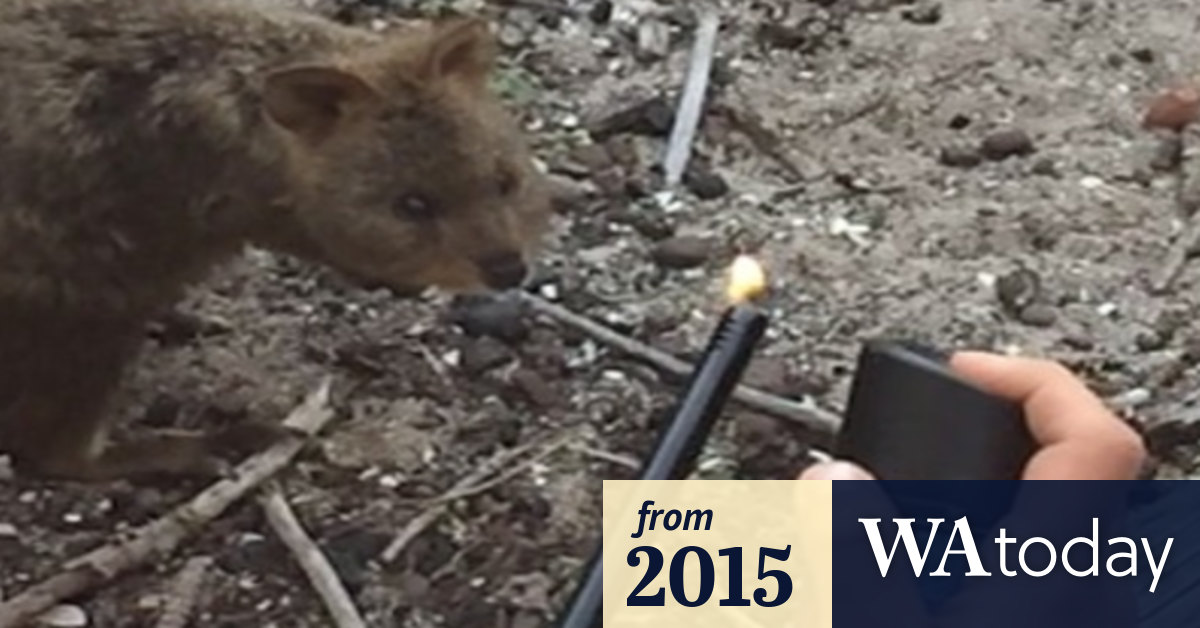 French tourists who burnt quokka released from prison
