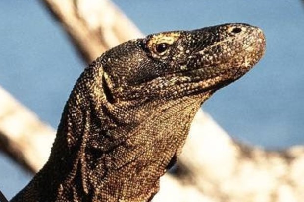 Giant killer lizards shared Australia with first Aborigines: UQ researchers