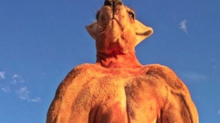 ripped kangaroo name