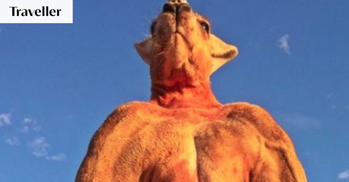 most jacked kangaroo