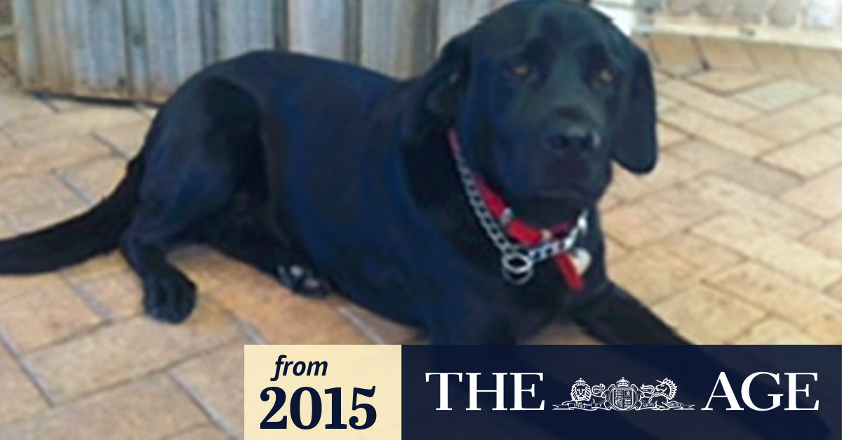Black Labrador Wilbur stabbed to death in owner's Wheelers Hill backyard