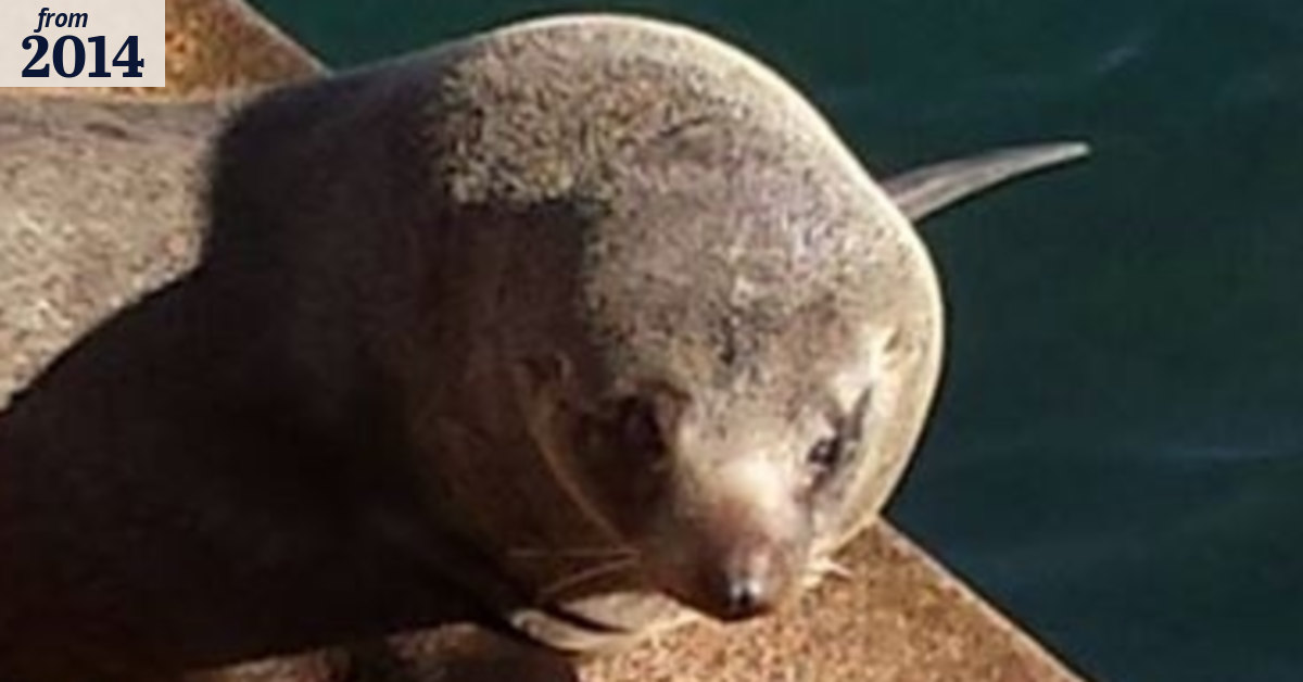 Seal spotted at Sydney Opera House