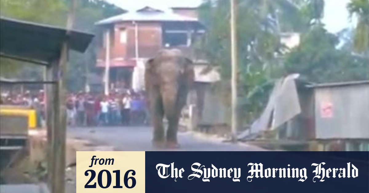Wild elephant goes on rampage in Indian village