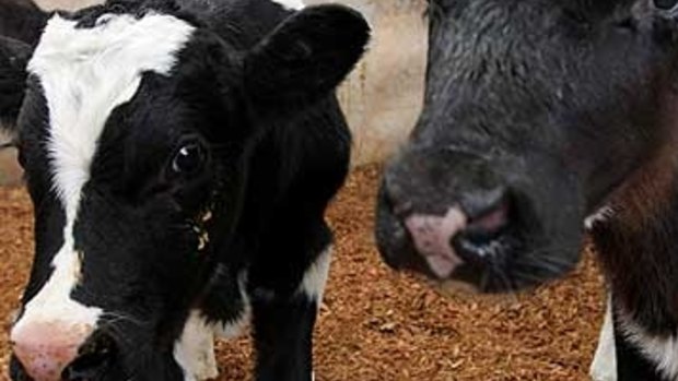 Calves 'set alight' in deadly cruelty case on Kyabram farm