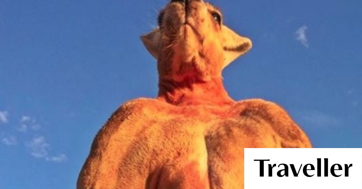 Roger the ripped kangaroo dies at Kangaroo Sanctuary Alice Springs, age 12