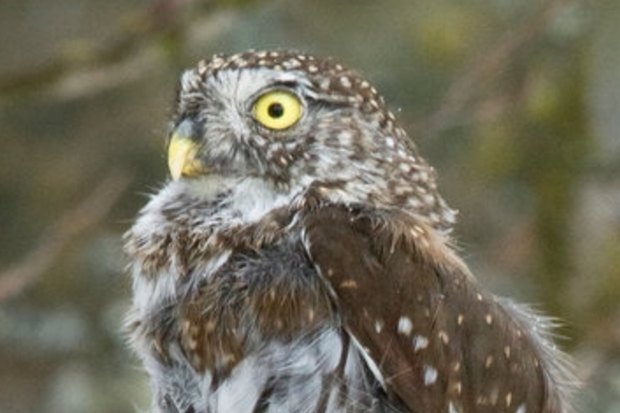 When birds squawk, other species seem to listen