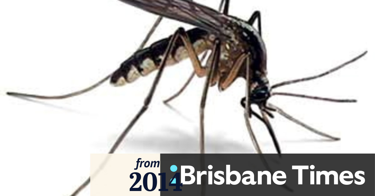 Mozzies take over Brisbane
