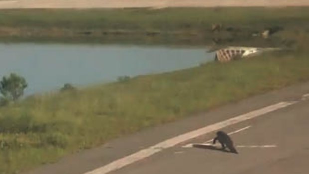 Alligator on tarmac at Orlando International Airport: Video