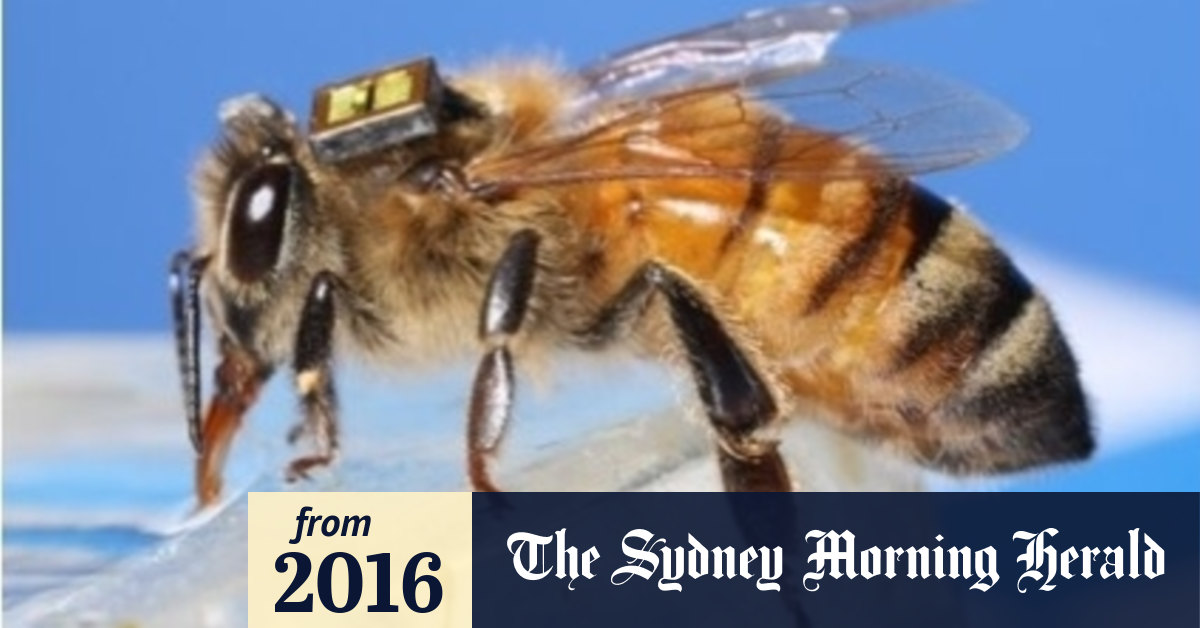 Jet-lagged bees the key to better surgical recovery?