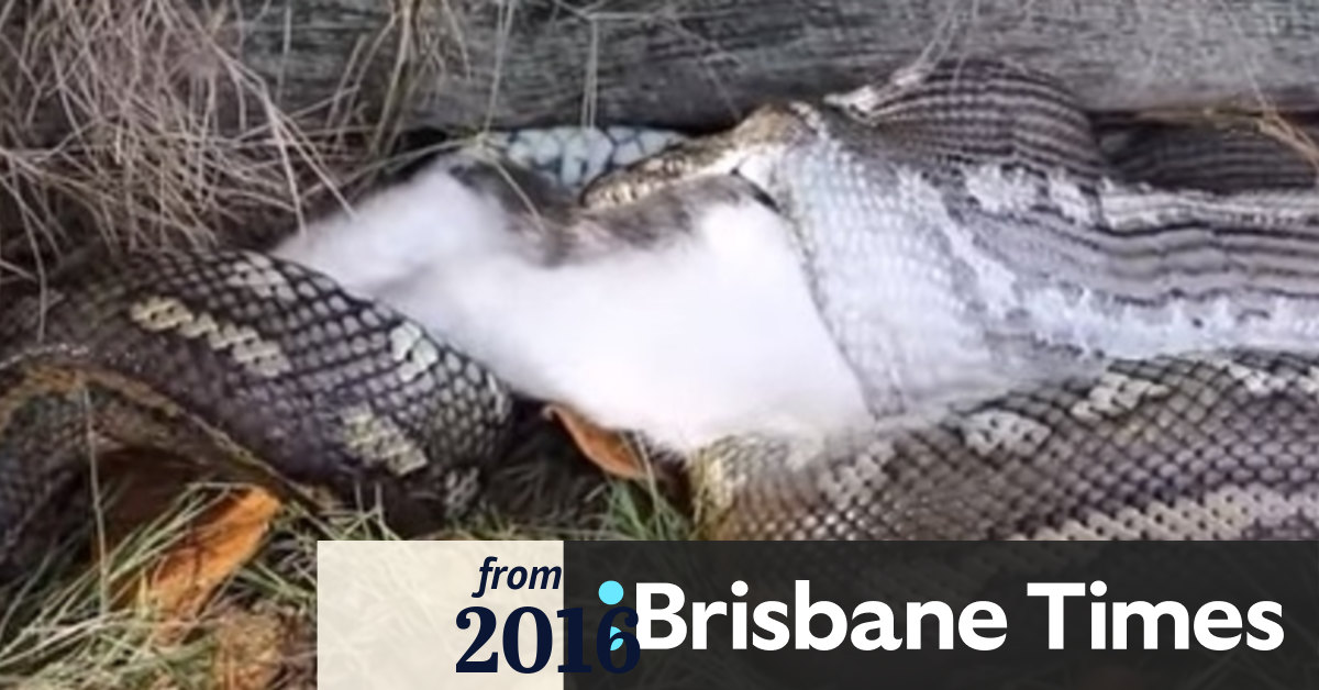 Python caught on video 'eating the neighbours' cat'