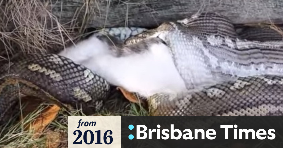Python caught on video 'eating the neighbours' cat'
