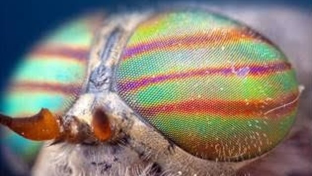 Nature and science come together: fly eyes to improve solar cells
