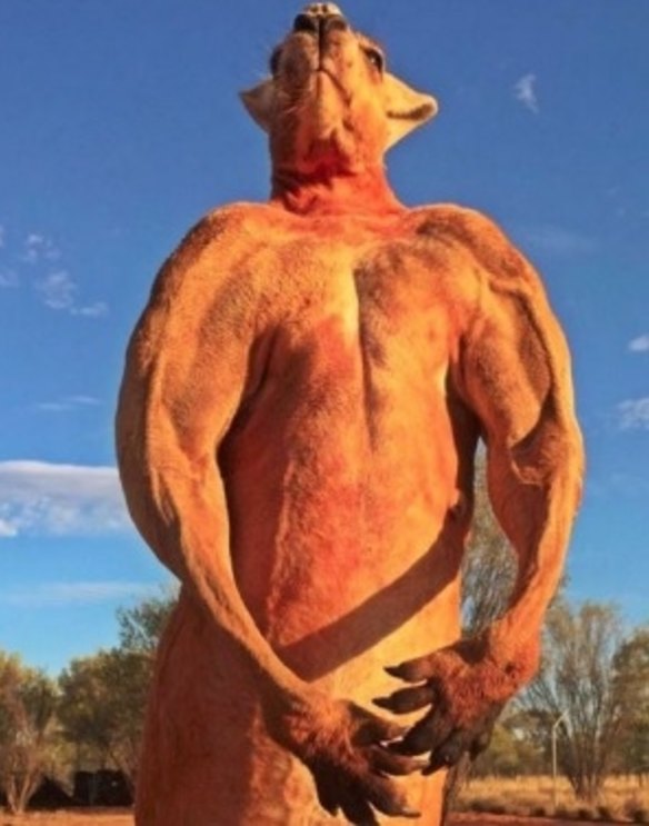 ripped buff kangaroo