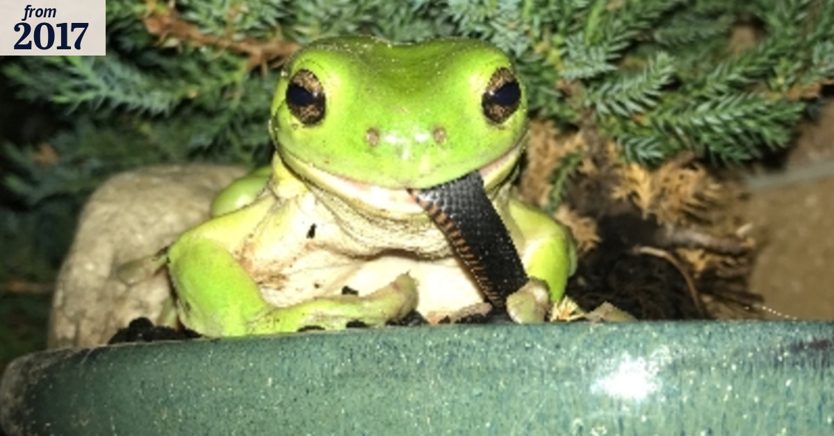 frog eating snake
