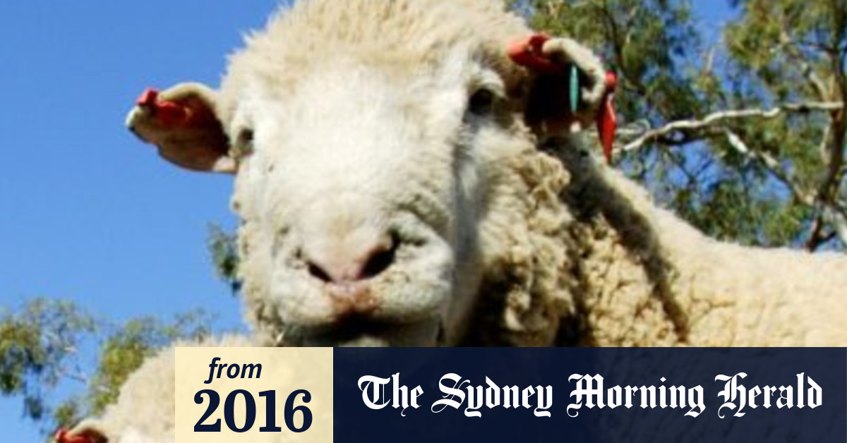 'Stoned' sheep go on 'psychotic rampage' after eating cannabis plants ...