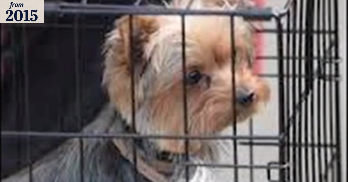 Johnny Depp's dogs: Barnaby Joyce wins gong for tough stance on Pistol ...