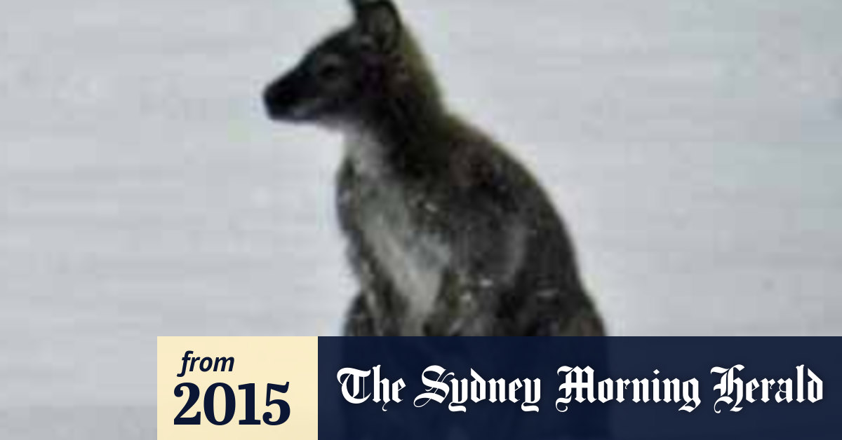 No kangaroos in Austria? At least one is lost in the snow