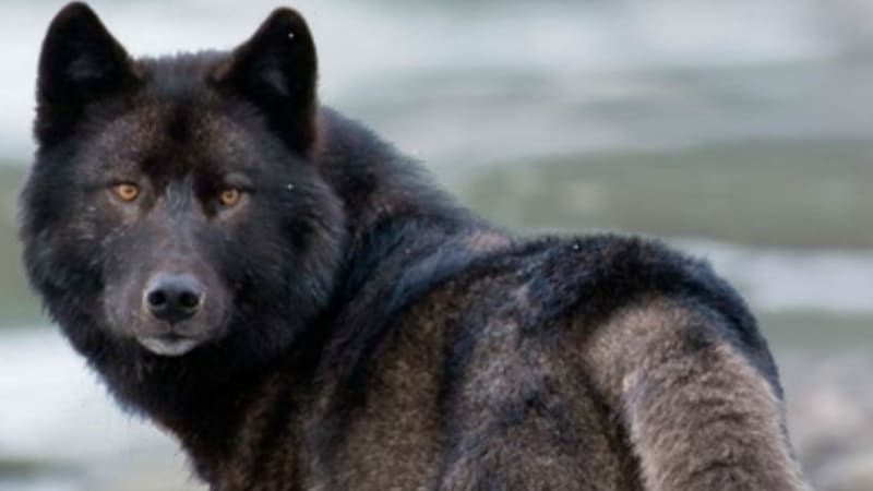 Protections rejected for Alexander Archipelago wolf in Alaska despite ...