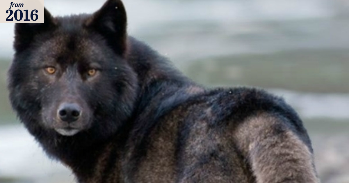 alexander archipelago wolf