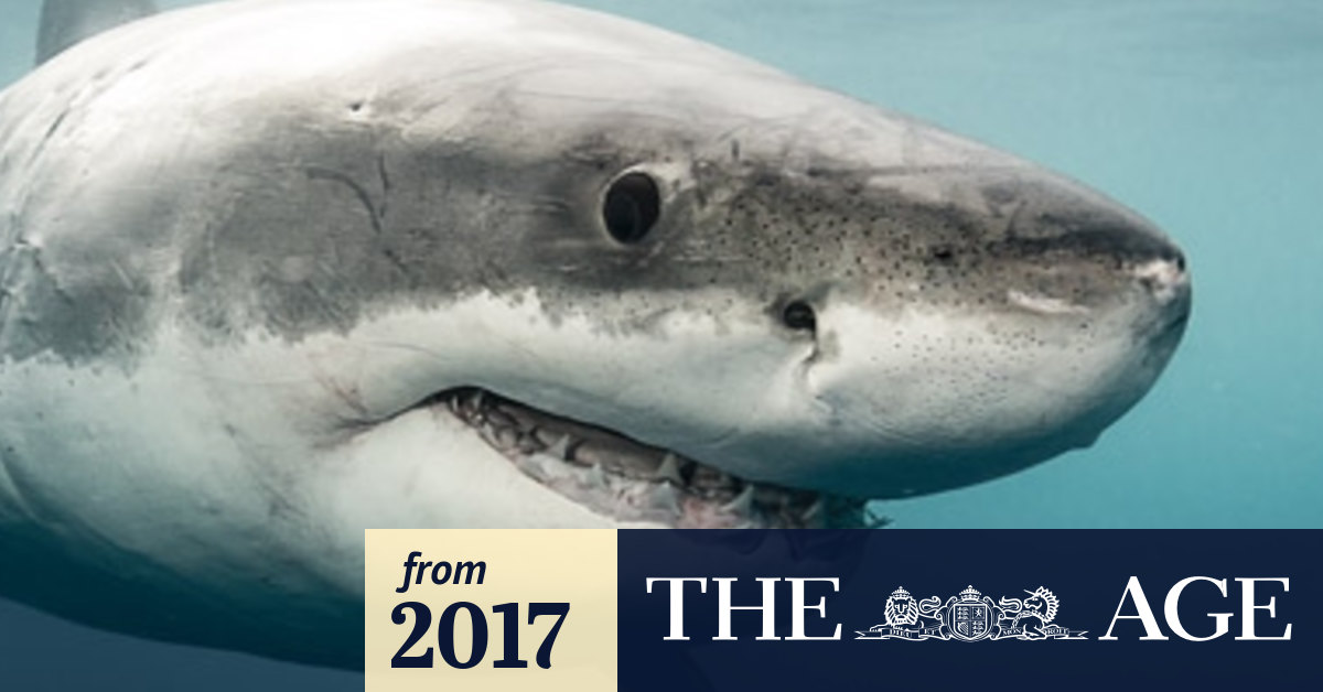 Nine fin facts about sharks in Victoria ... and some terrifying close ...