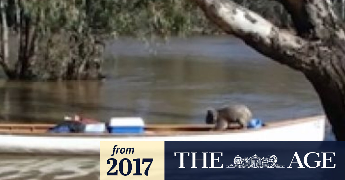 Koala takes canoe trip to safety after found stranded in Murray River