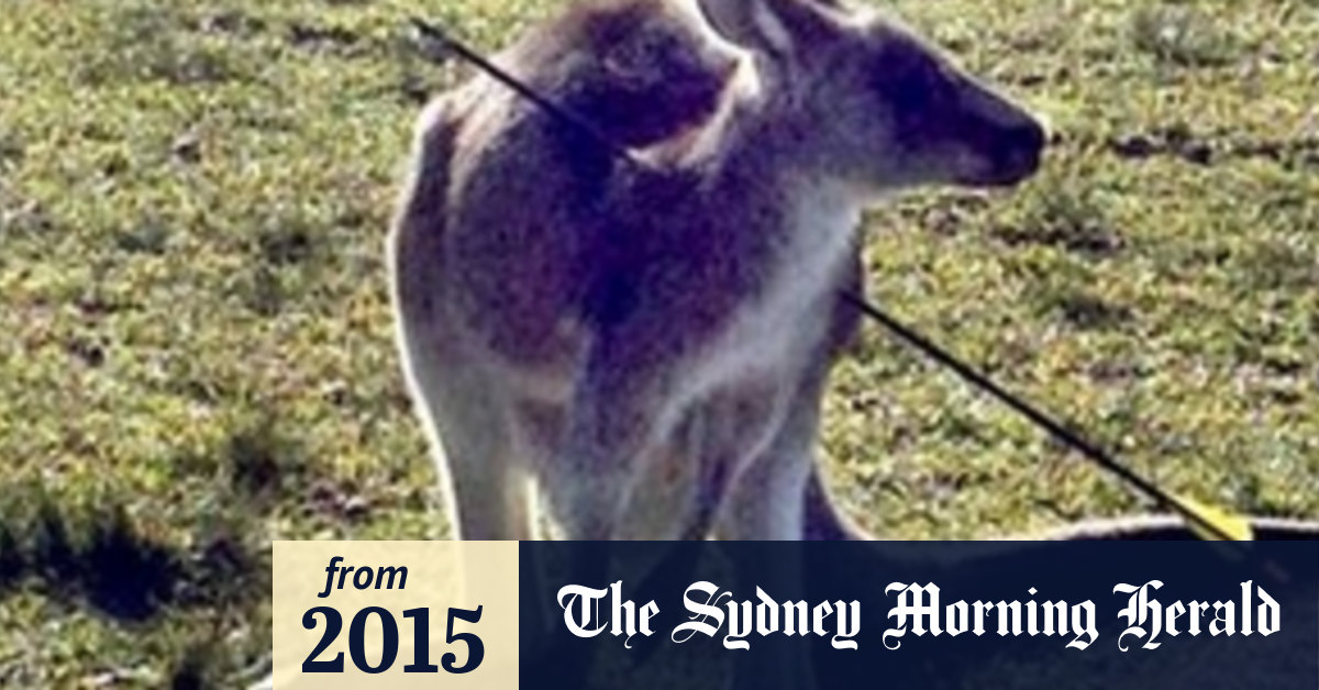 Kangaroo shot with arrow in hospital grounds, left to die