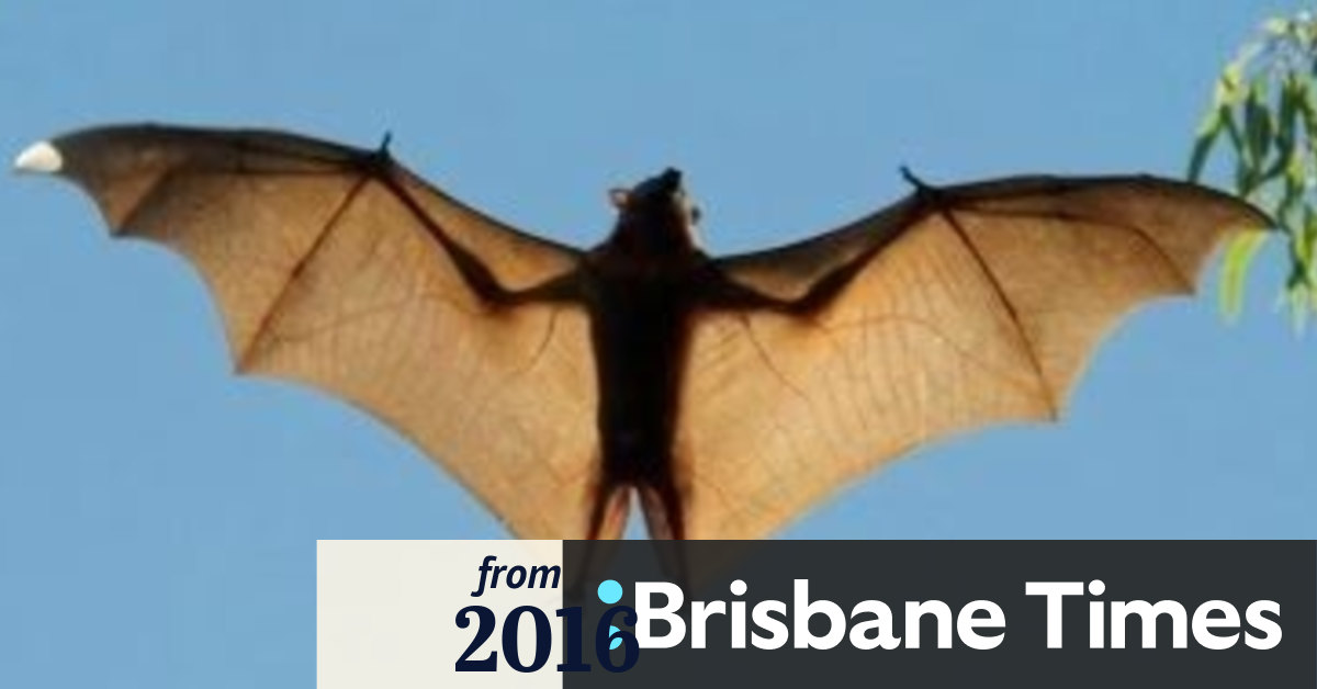 Western Queensland drought forces Little Red Bats to feast on Sunshine ...