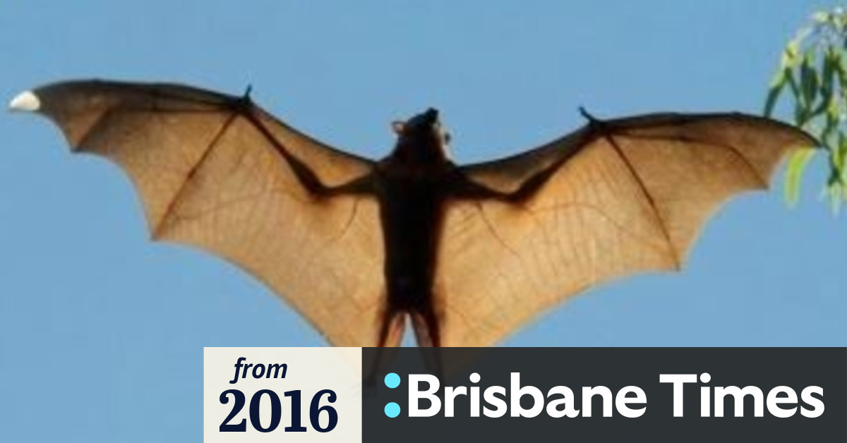 Western Queensland drought forces Little Red Bats to feast on Sunshine ...