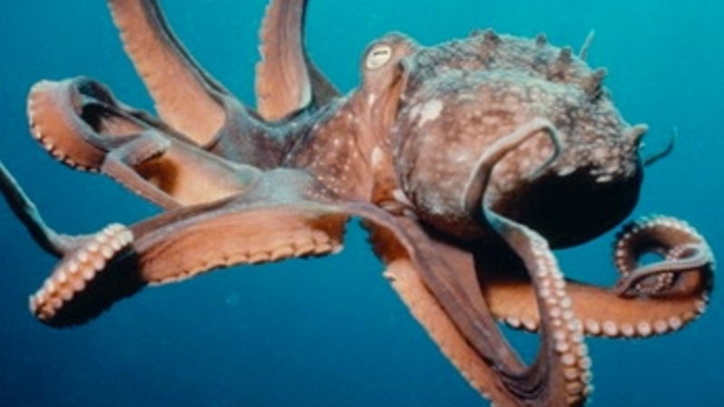 Octopuses radically different from the monsters of the myths