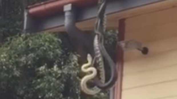 Pythons caught fighting while hanging from Queensland roof