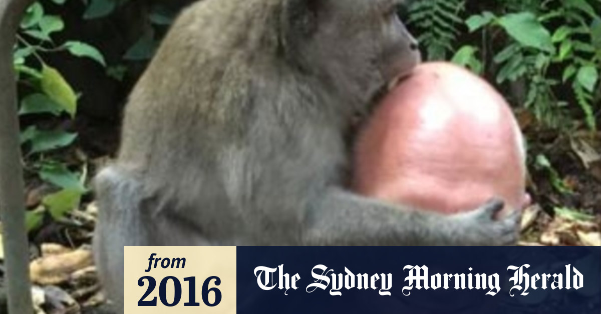 NSW man faces rabies risk after monkey bites in Bali