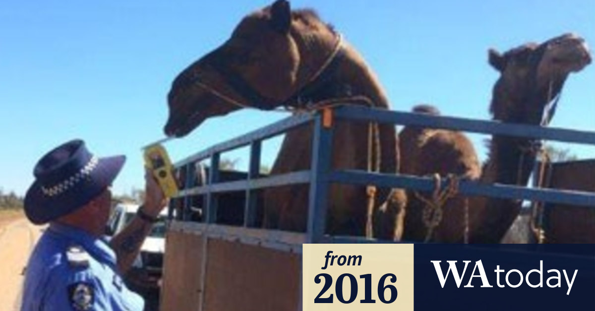 WA police 'breathalyse' a 'thirsty camel' in the desert near Looma