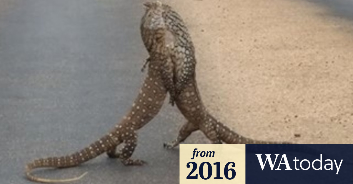 Giant lizards filmed in fight for territory in middle of Exmouth road