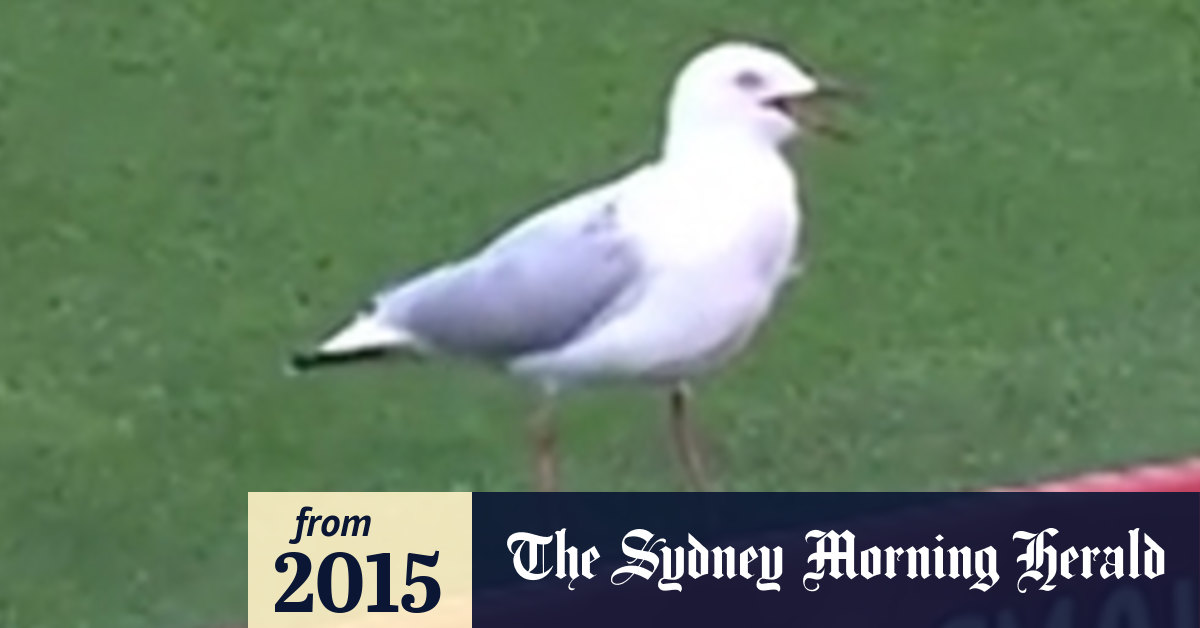 Seagull makes incredible recovery after being hit by ball at MCG Big ...