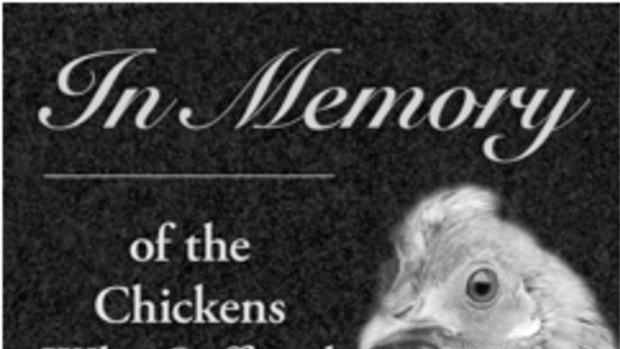 PETA demands 'tombstone memorial' for the chickens that fell off a ...