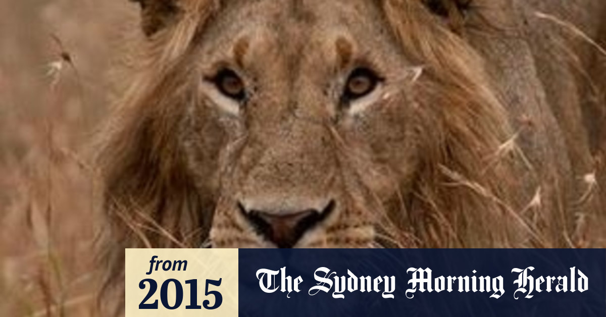New charges for hunter behind Cecil death